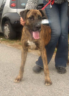 ADOTTA UN BULL!: TIGRE - Incrocio boxer maschio a Milano - ADOTTATO!!!